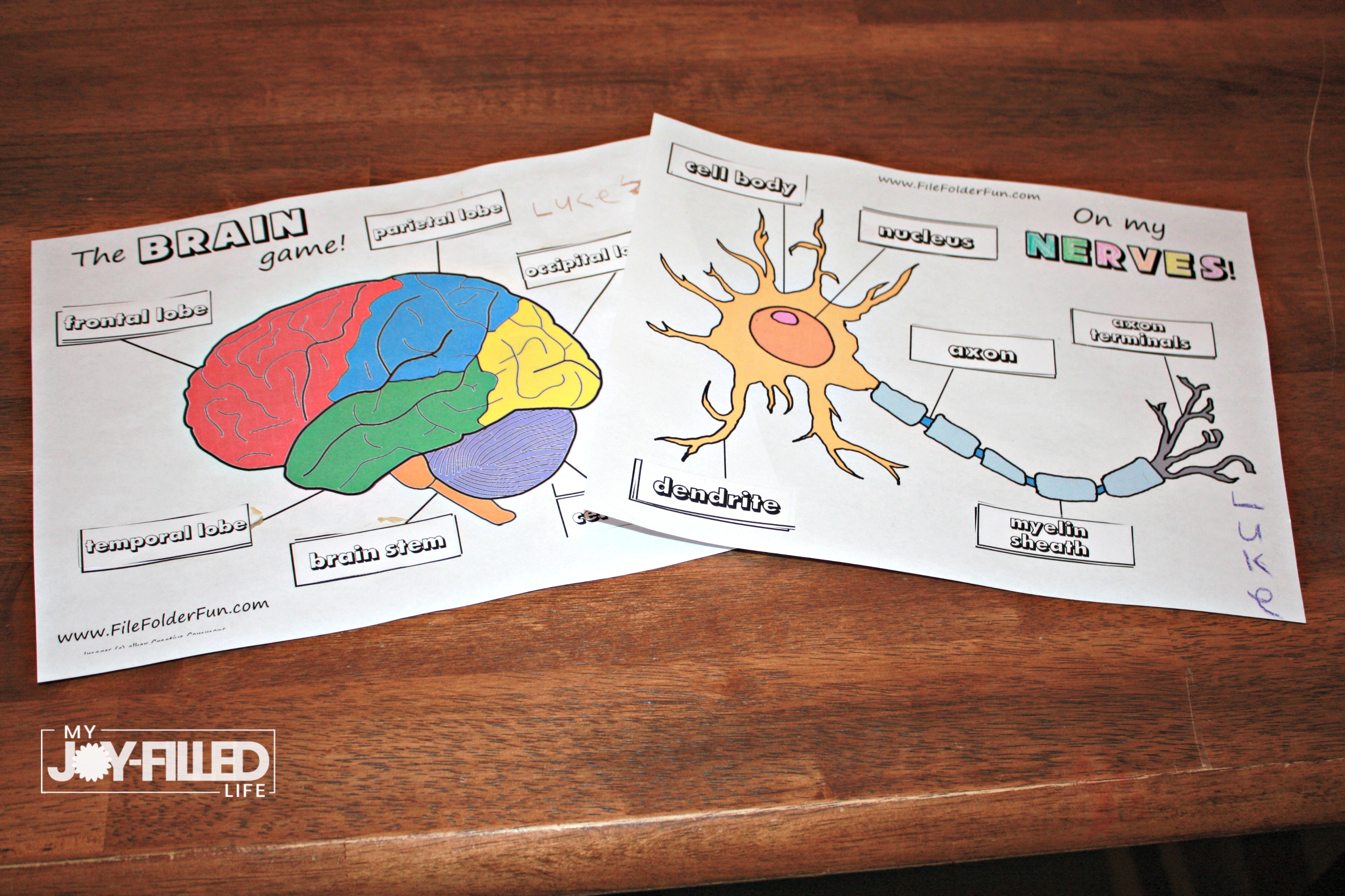 Human Body Unit - Brain & Nerves - My Joy-Filled Life