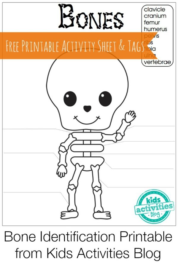 Skeleton-Bones-Free-Printable-Activity-Sheet-and-Tags-for-Kids1 - My ...