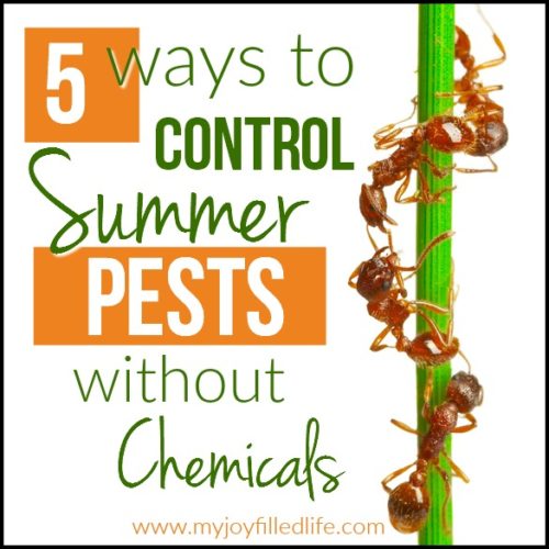 Pest Control square - My Joy-Filled Life