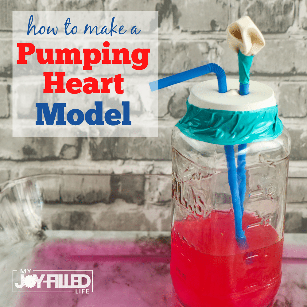 How To Make A Pumping Heart Model My Joy Filled Life
