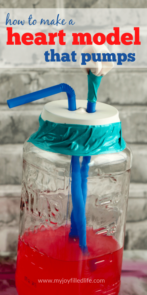 Pumping Heart Model - DIY Science Activity - My Joy-Filled Life