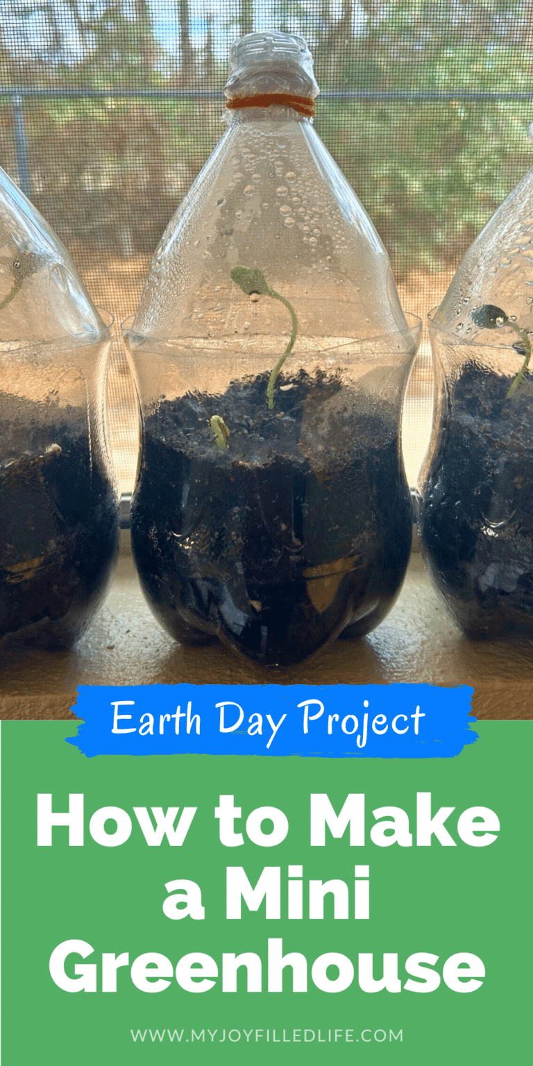 Make a Mini Greenhouse